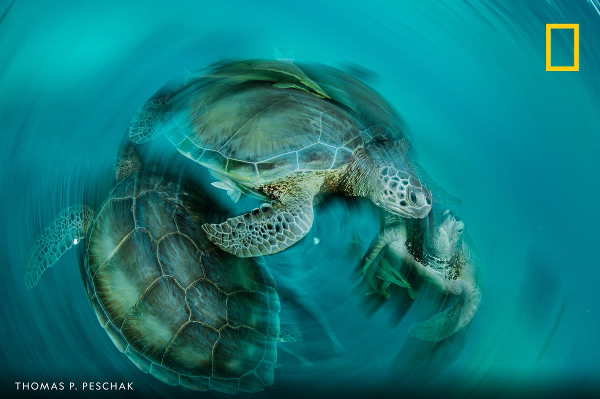 Green sea turtles congregate off the Exuma Cays, Bahamas, in this ...