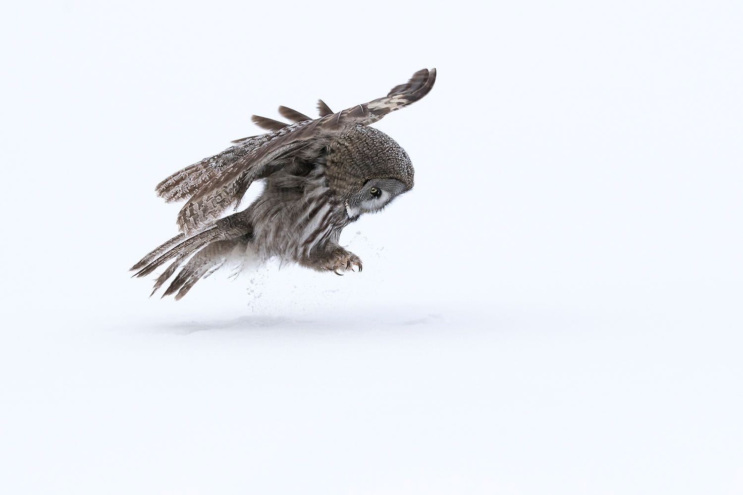 Great grey owl