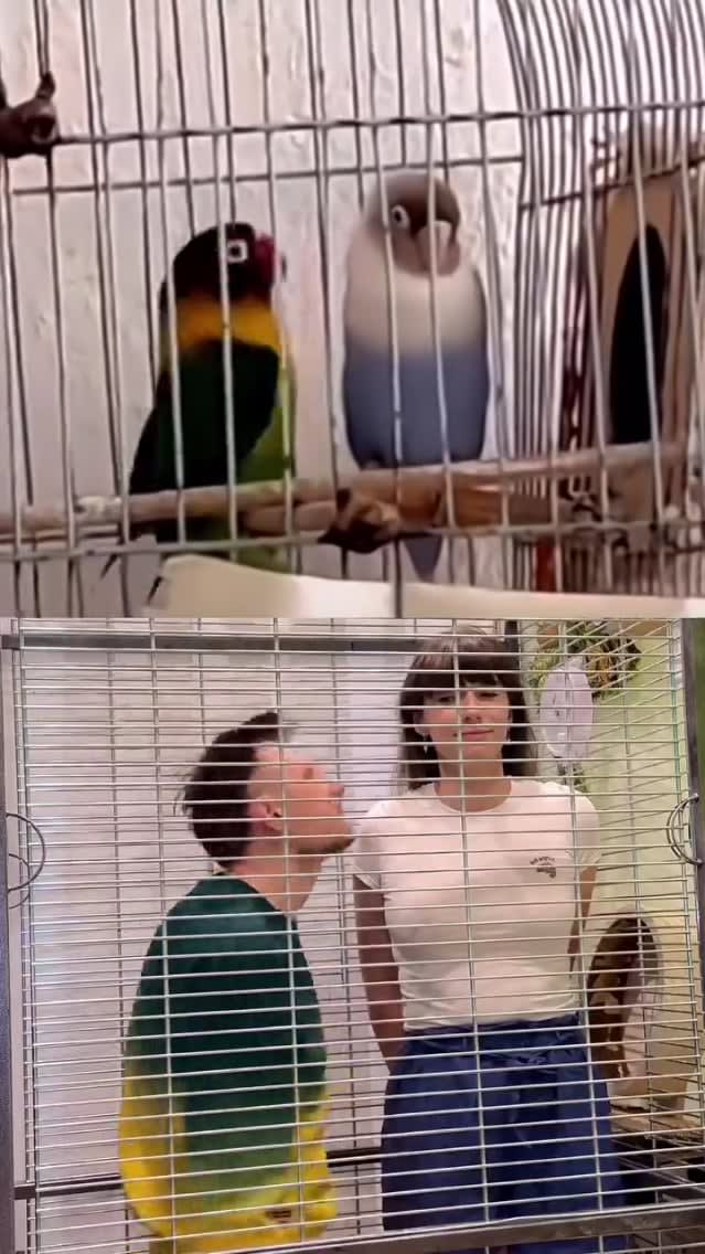 Doing my mating dance to access the breeding mate before 14th