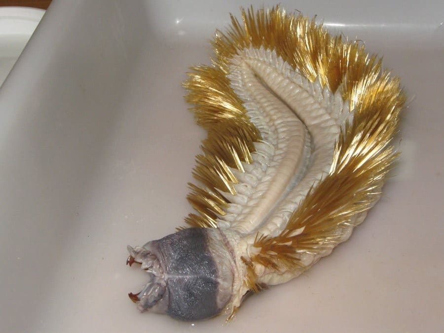 giant Antarctic scale worm, Eulagisca gigantea