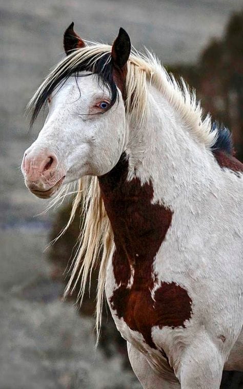 Trendy Painting Horse Art Wild Mustangs 35+ Ideas