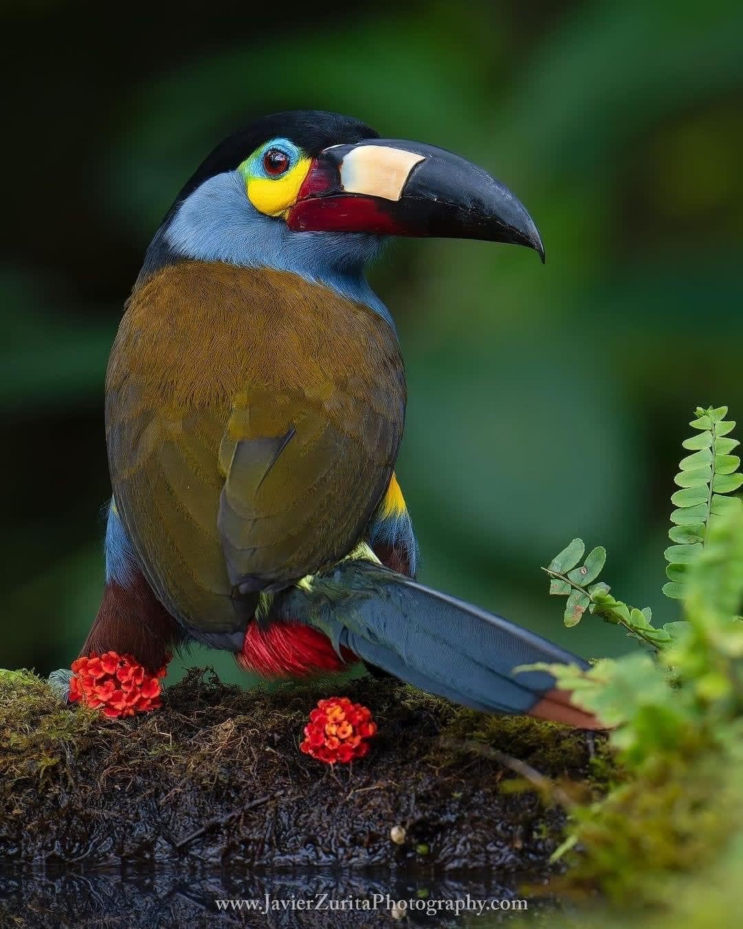 Plate-billed Mountain Toucan (Andigena laminirostris), family ...