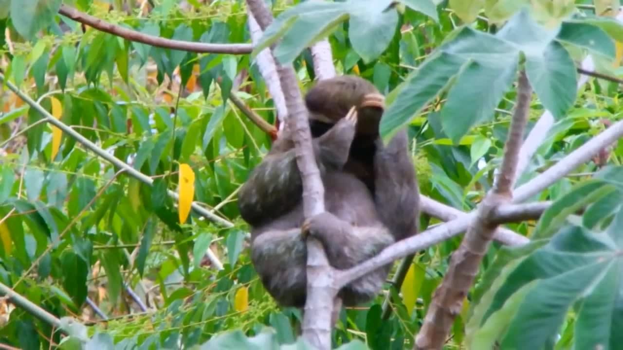 Sloths spend little to no effort hanging from tree branches, even ...