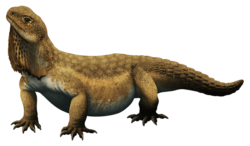 Barbaturex morrisoni, a large herbivorous lizard which lived about 40 ...