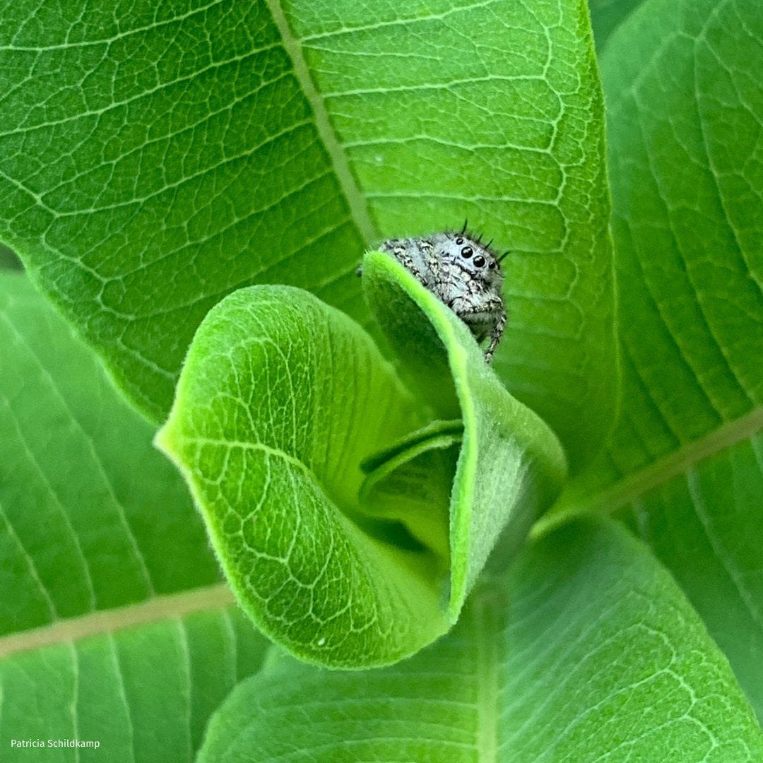 Itsy Bitsy Spider 🕷️ Mobile | 📷 Patricia Schildkamp Jumping spider on ...