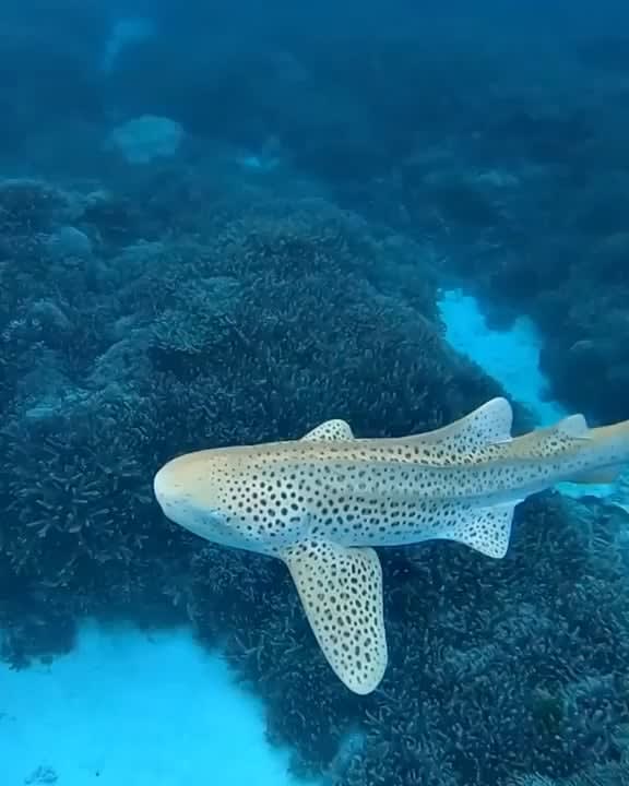 A stunning Zebra Shark