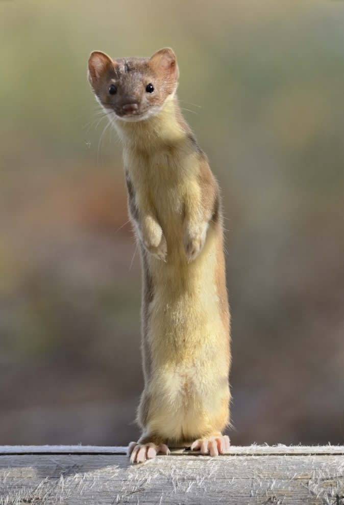 A weasel is a mammal of the genus Mustela of the family Mustelidae. The ...