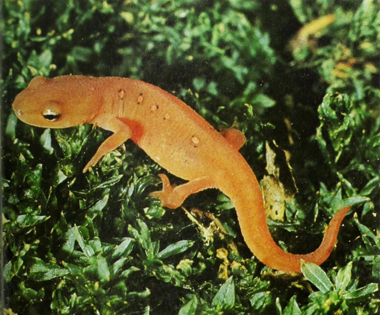 Red-spotted newt By: J. M. Burnley From: The Complete Encyclopedia of ...