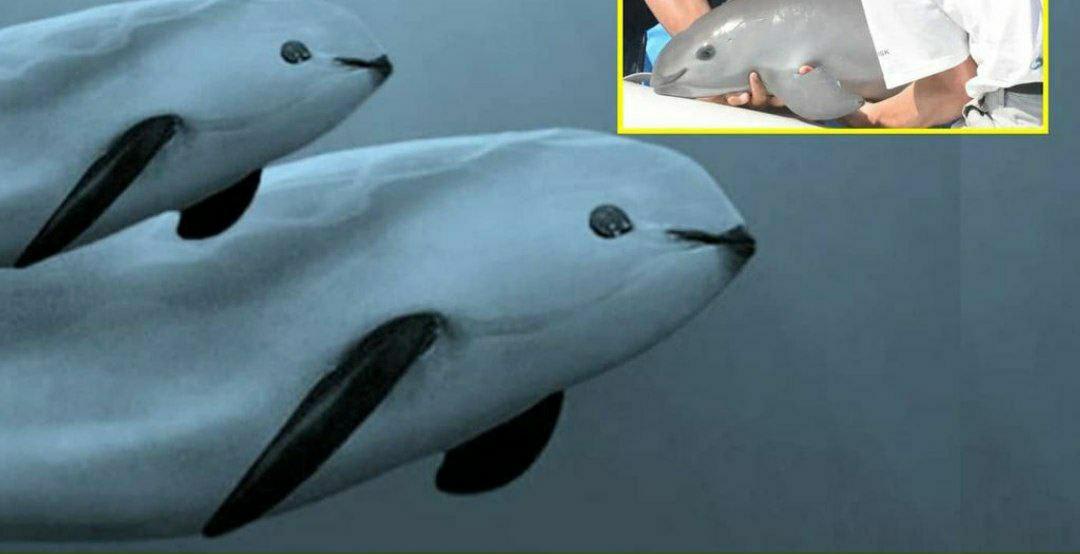 This is VAQUITA the rarest animal on the earth , there are only 10-15 ...