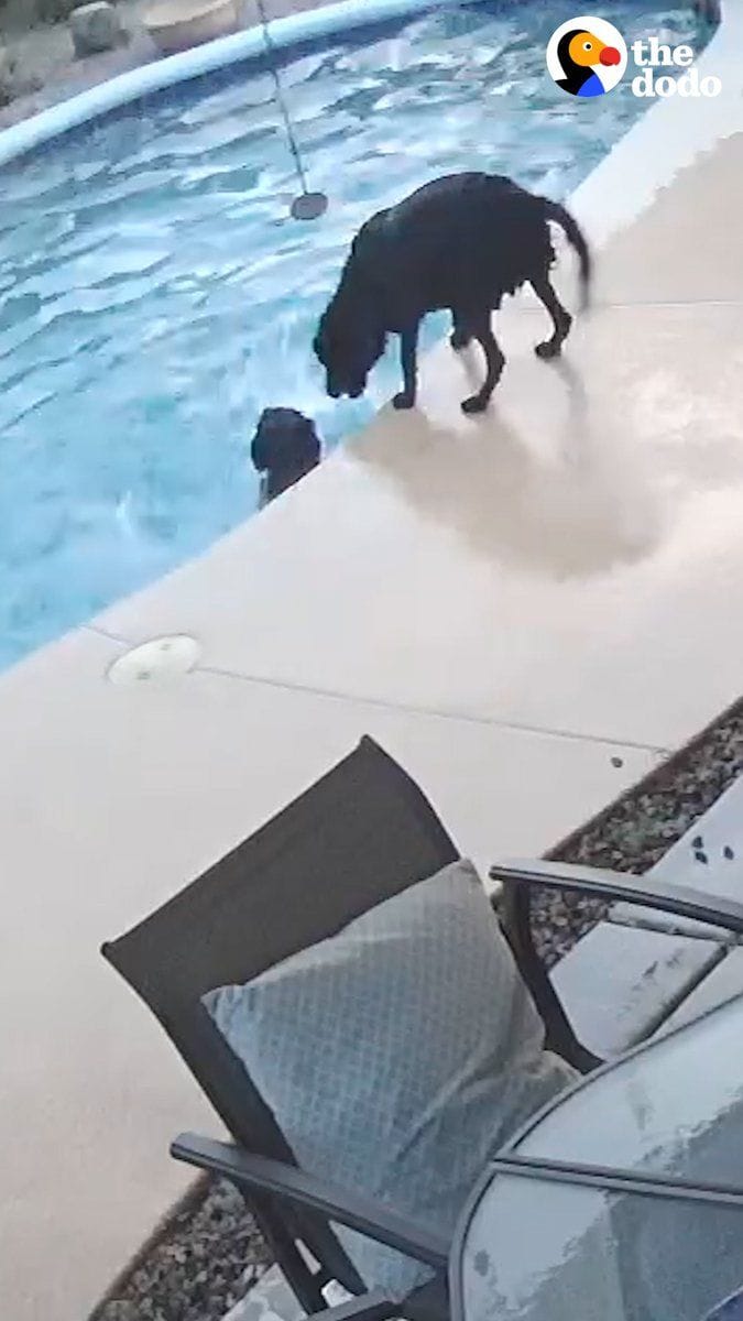 Hidden camera captures dog saving blind best friend who fell in pool 💙