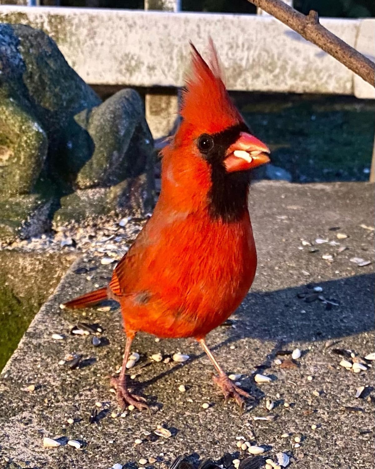 My handsome cardinal friend.