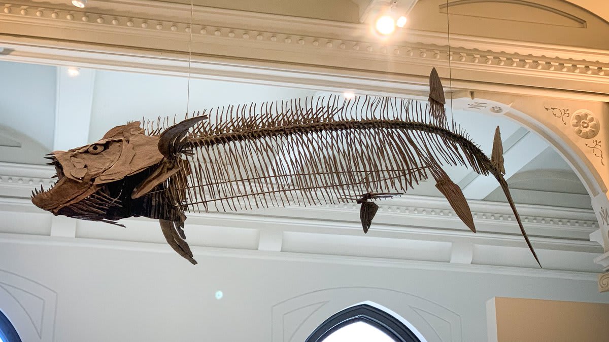 Happy #FossilFriday! Meet Xiphactinus audax. It lived during the Late ...