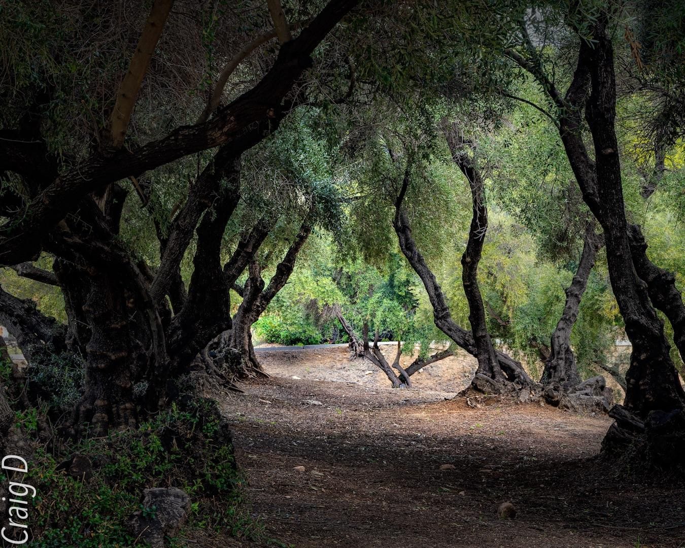 Altadena Crest trail, California, March 2023 [oc]