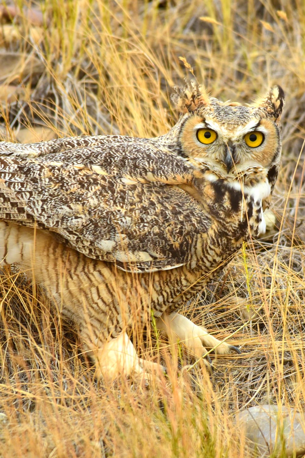 17 Beautiful Birds of Massachusetts | Great Horned Owl