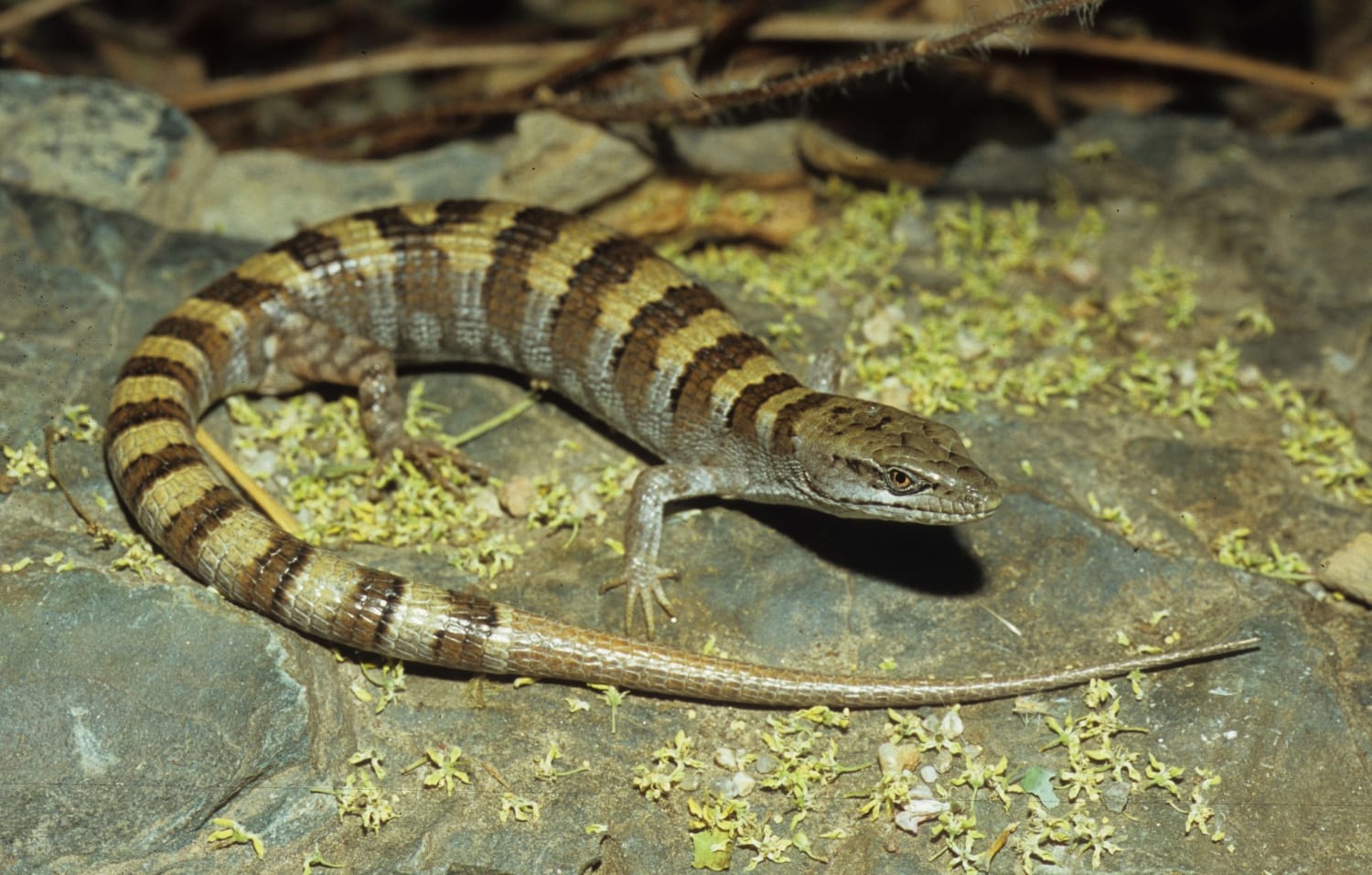 Panamint Alligator Lizard (Elgaria panamintina), family Anguidae ...