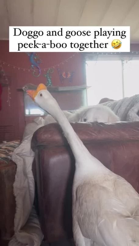 Dog & goose buddies play peek-a-boo! 🦢 Follow me for more dogs with pals!