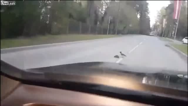 Bird helps hedgehog from being run over