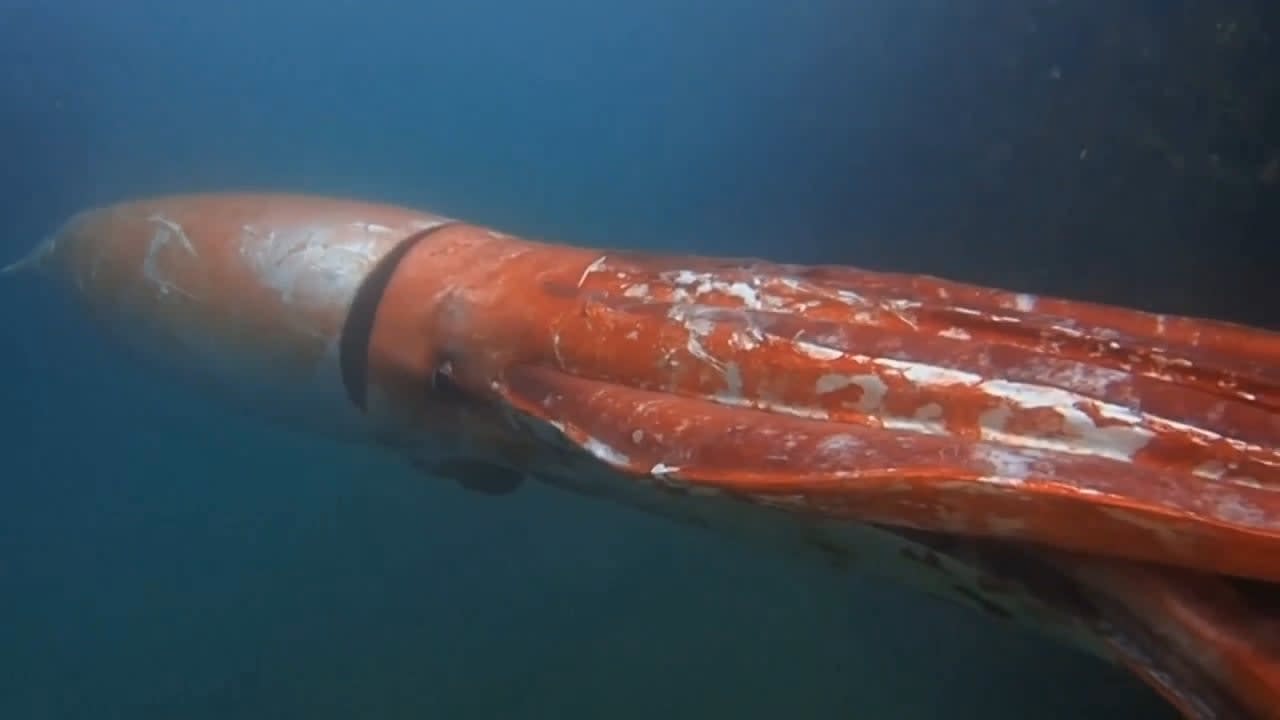 The giant squid is widespread, inhabiting all the world's oceans, with ...