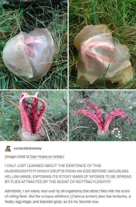 A mushroom from the deepest part of hell