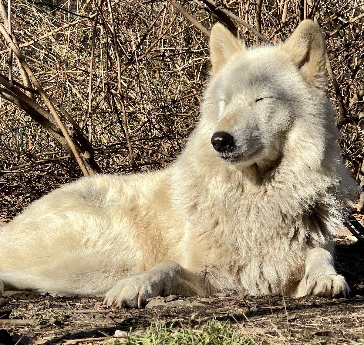 Advice from a wolf 🐺 A little time in the sunshine is good for your ...