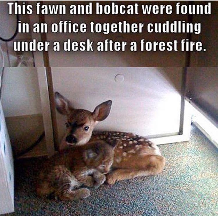 Pin by Cherrysoop on W H E E Z E | Cute little animals, Funny animals, Cute animals