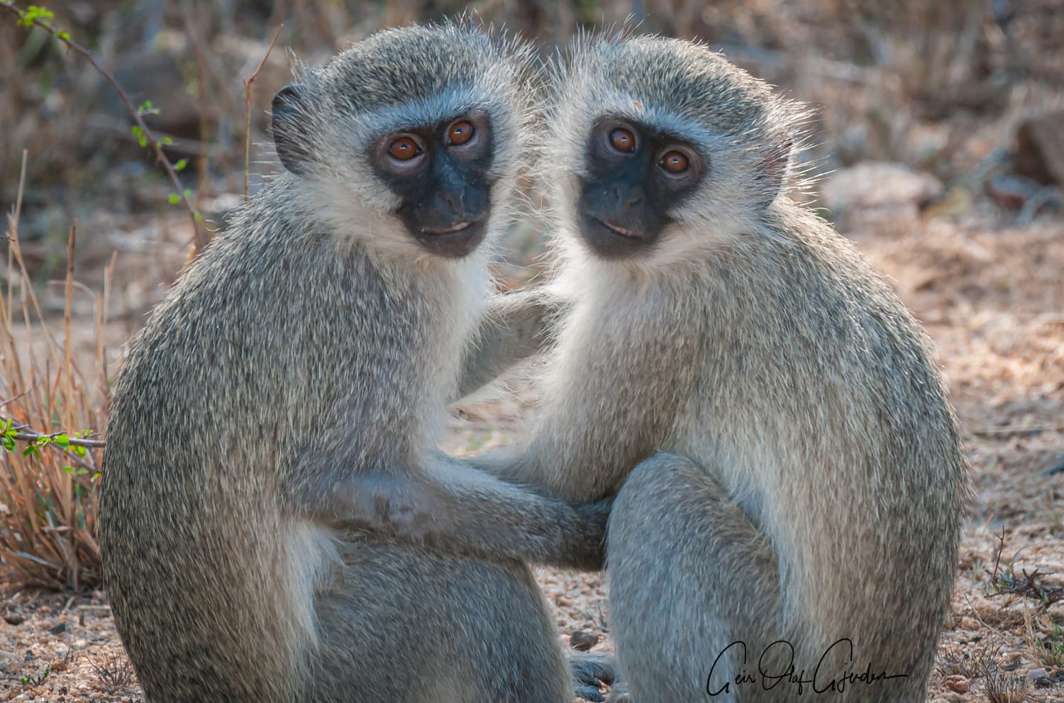 Blue vervet monkeys