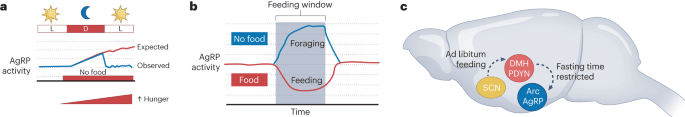 Daily feeding entrains hunger-sensing neurons