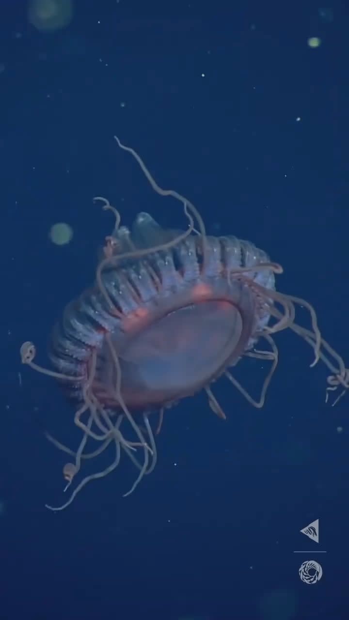 Bioluminescent Atolla jellyfish