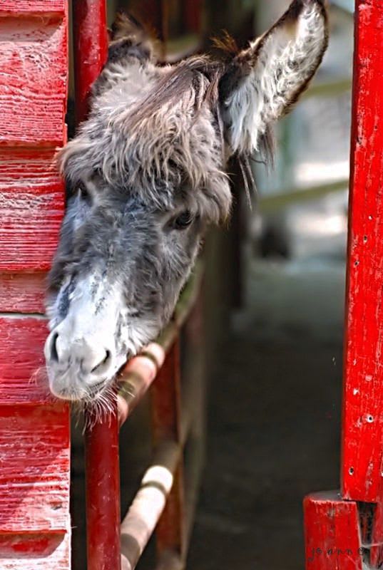 Pin by Melpo Siouti on Country Red | Animals beautiful, Cute donkey, Horses