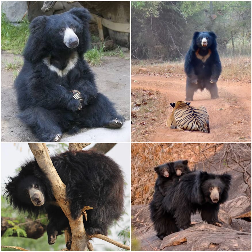 Don't let the sloth bear's name and dishevelled appearance fool you ...