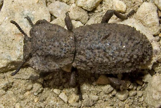 The diabolical ironclad beetle looks like a rock, and it’s almost as ...