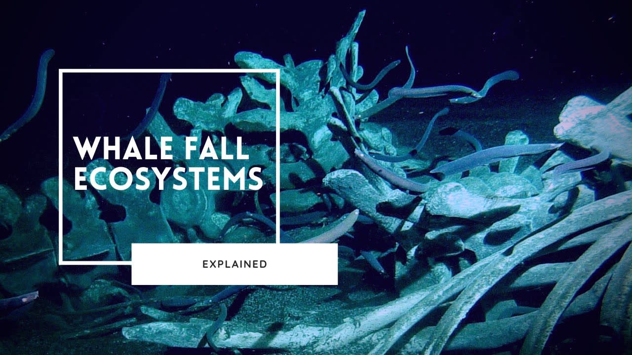 The fascinating stages of a Whale-Fall Ecosystem in the Deep Ocean
