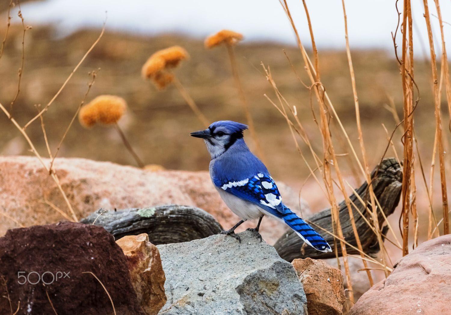 Grateful Blue Jay