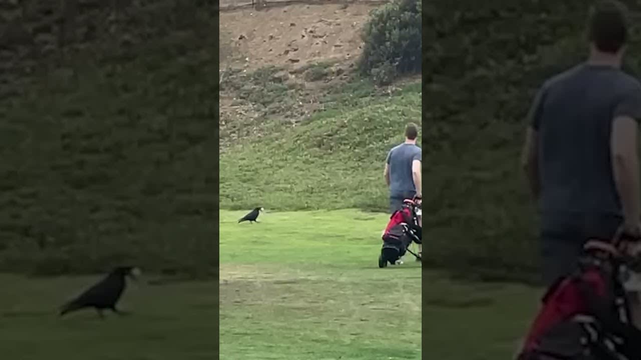 Crow Steals Golf Ball from Player!