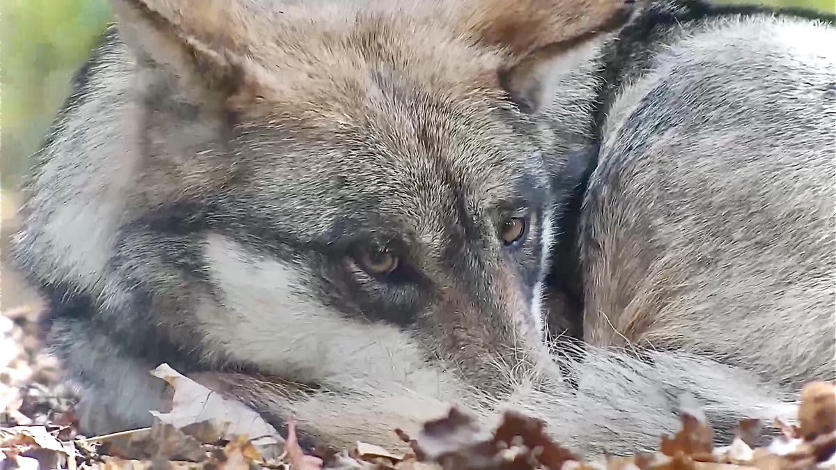 Our webcams invite a global audience to enter the secret lives of ...