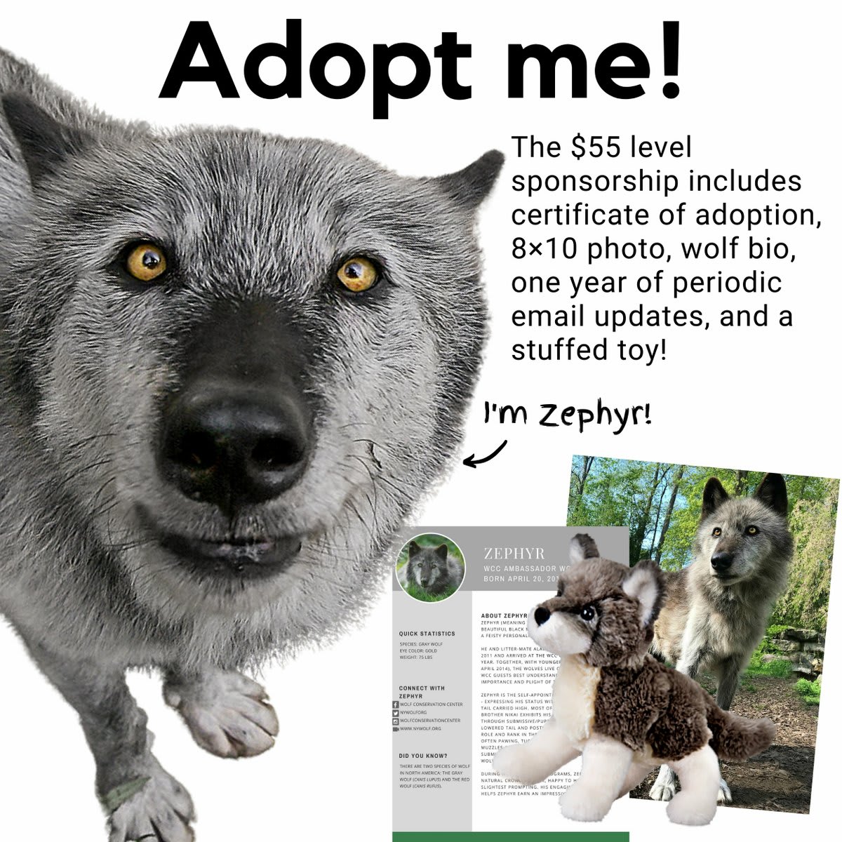 Share your love for wolves with a symbolic adoption of one of the 33 ...