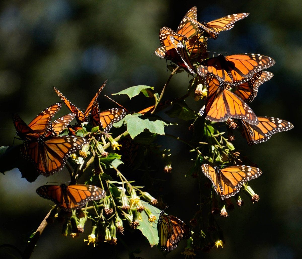 Monarch butterflies are in danger and need the full support of federal ...