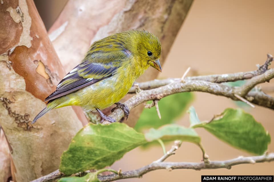 Female Lesser Goldfinch Yacuanquer Narino Colombia
