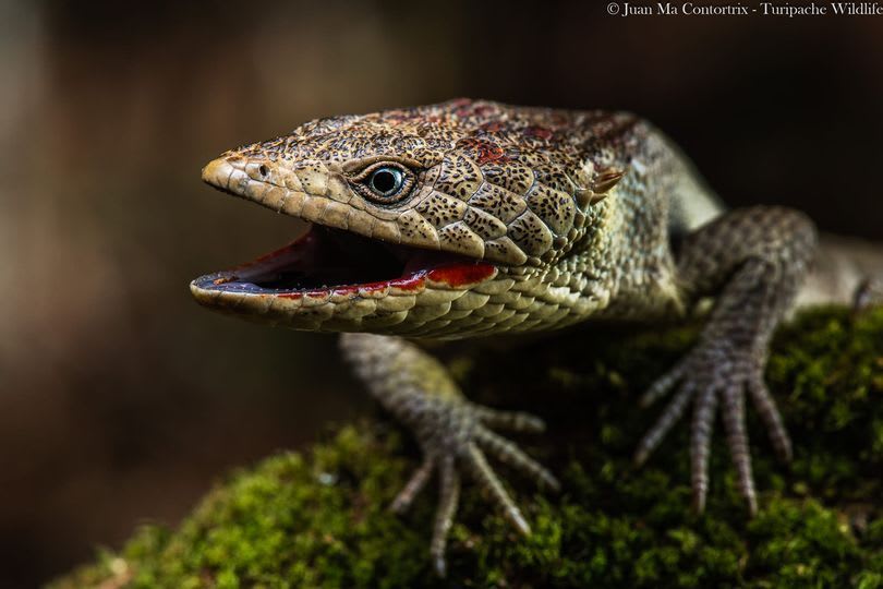 Red-lipped Arboreal Alligator Lizard (Abronia lythrochila), family ...
