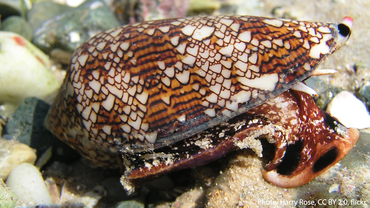 You might not think of a snail as being quick, but the cone snail is a ...