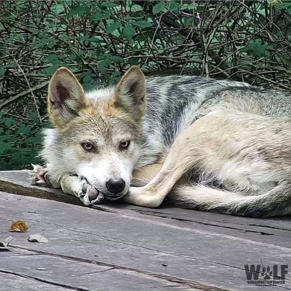 The Mexican gray wolf is the most genetically distinct lineage of ...