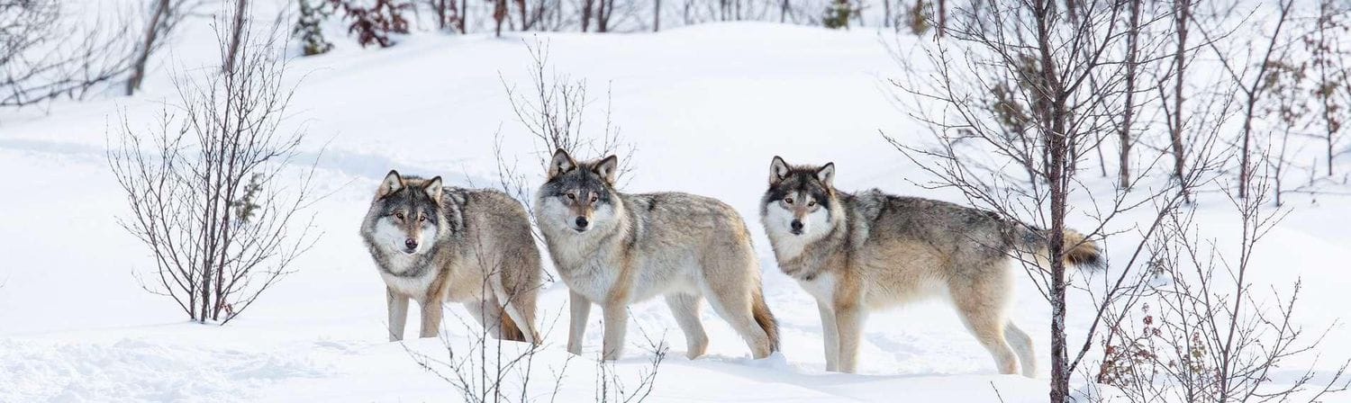 The reintroduction of wolves to Yellowstone changed the ecosystem in ...
