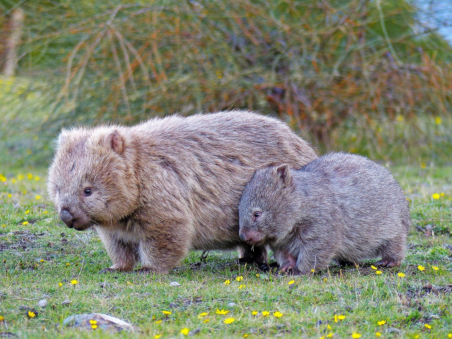 Wombat Vombatus ursinus | Cute baby animals, Cute animals, Unusual animals