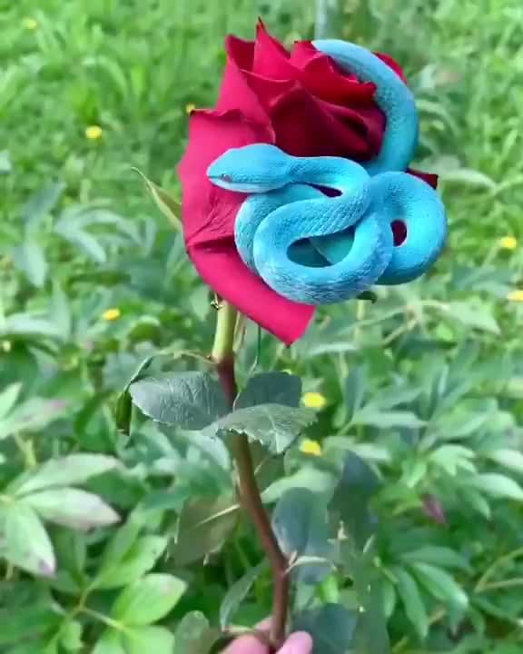 Blue pit viper on a rose