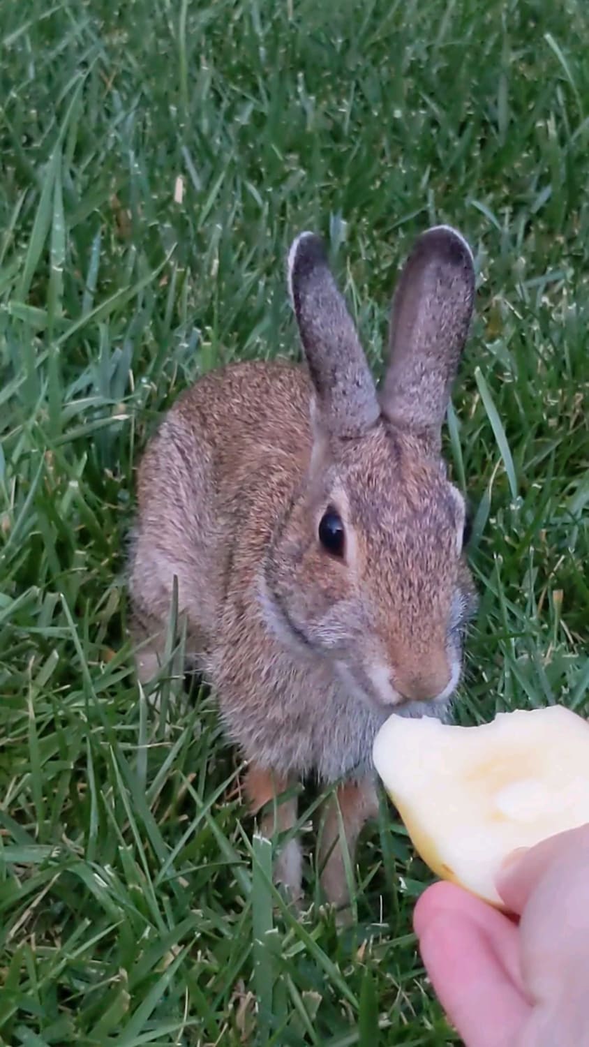 Not a pet rabbit... Bun-Bun is wild and I love her. It's taken 2 years ...