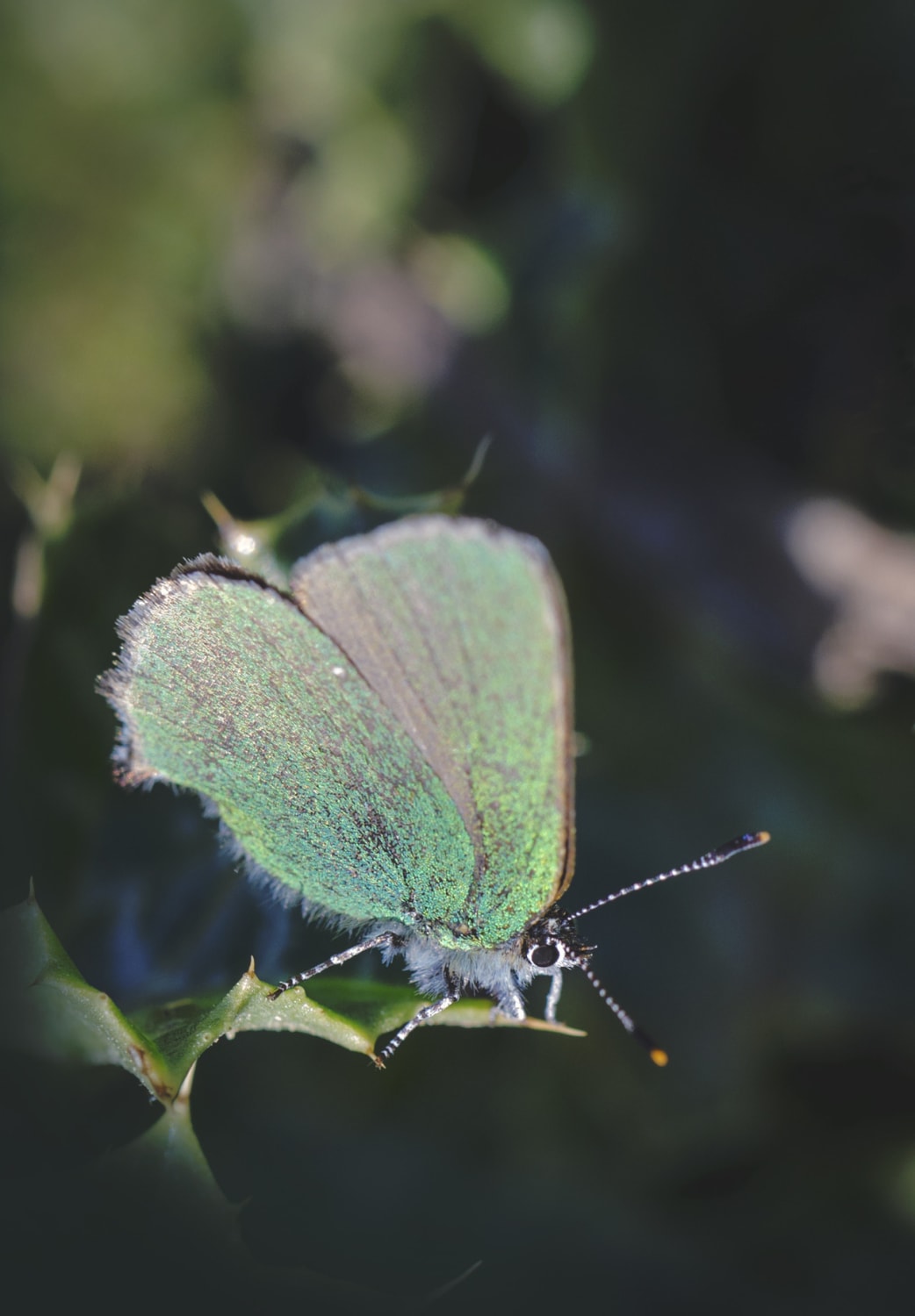 Argus vert Callophrys rubi
