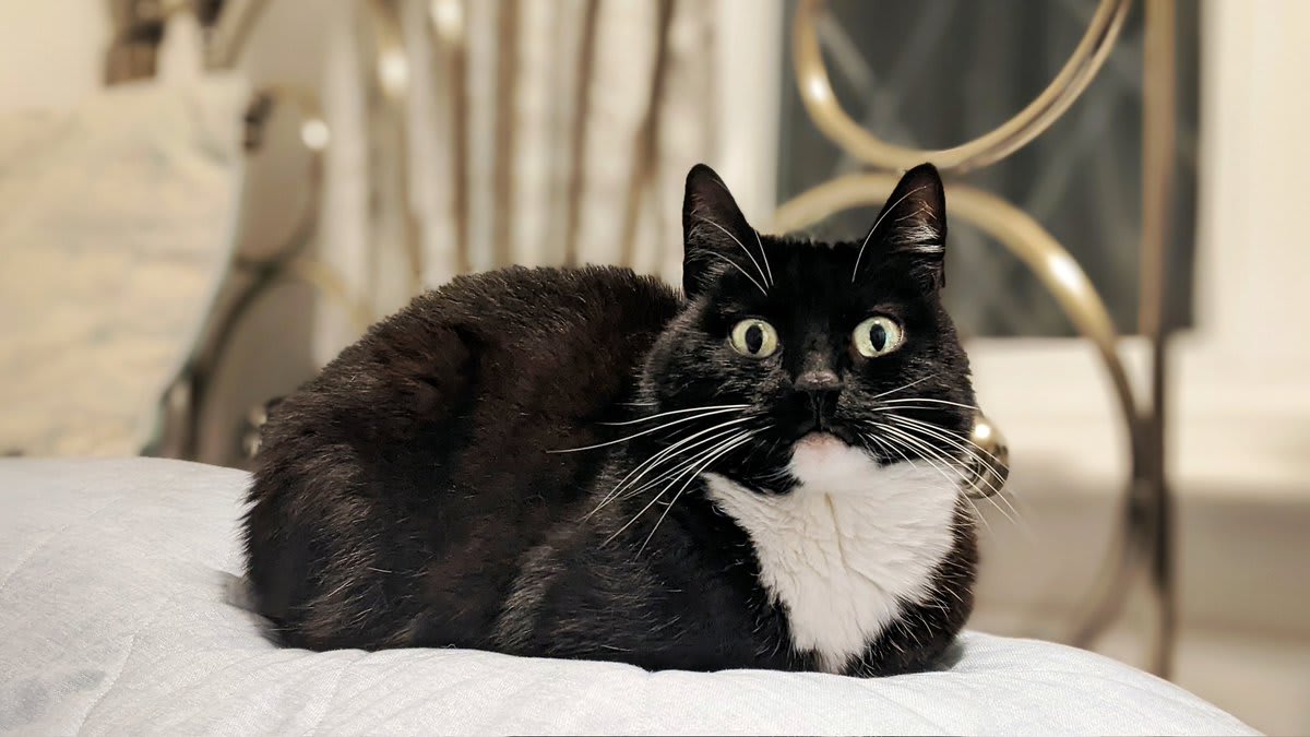 Feed your starter Let it grow Add to catnip Furment slow Heat the oven ...