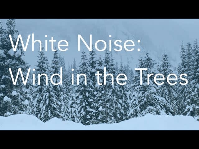 Wind in the Trees | Sounds for Relaxing, Focus or Deep Sleep | Nature ...