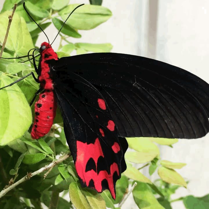 Another new addition to our rainforest: the incredible batwing ...