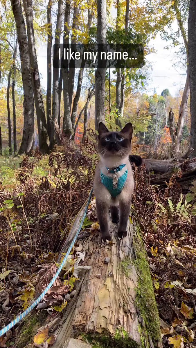 From @tailsofhillhouse: "Sweetest Baby Pooter!🥹🧡🐾